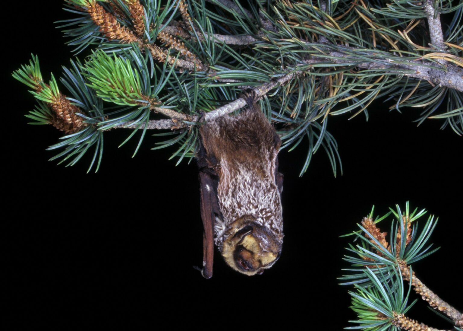 Plants + Animals Archives - Scenic Hudson