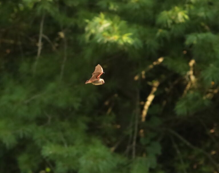 Winging It With New York Bats - Scenic Hudson