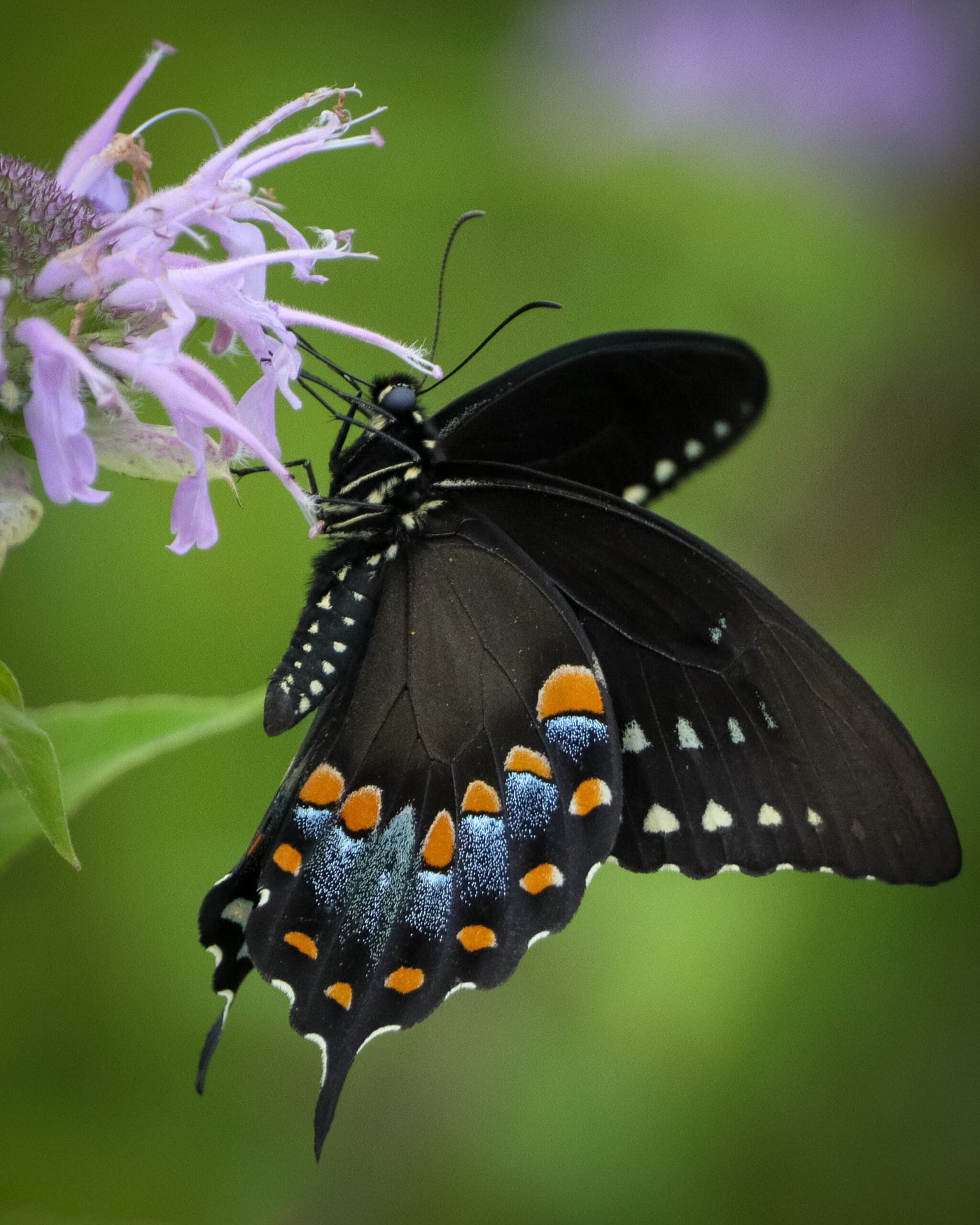 How to Better Attract and Support Butterflies - Scenic Hudson