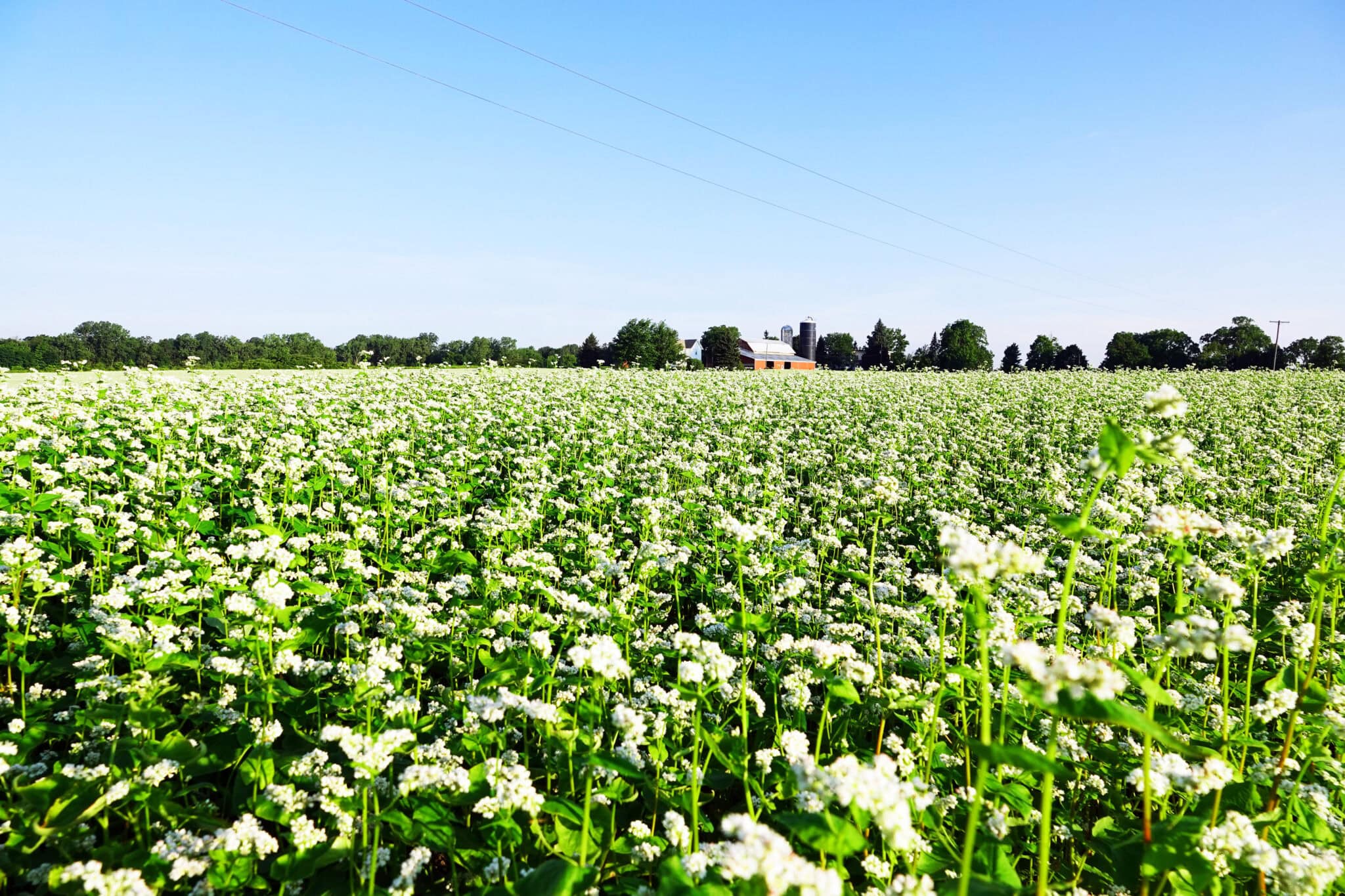 The Modern Comeback of Ancient Buckwheat - Scenic Hudson