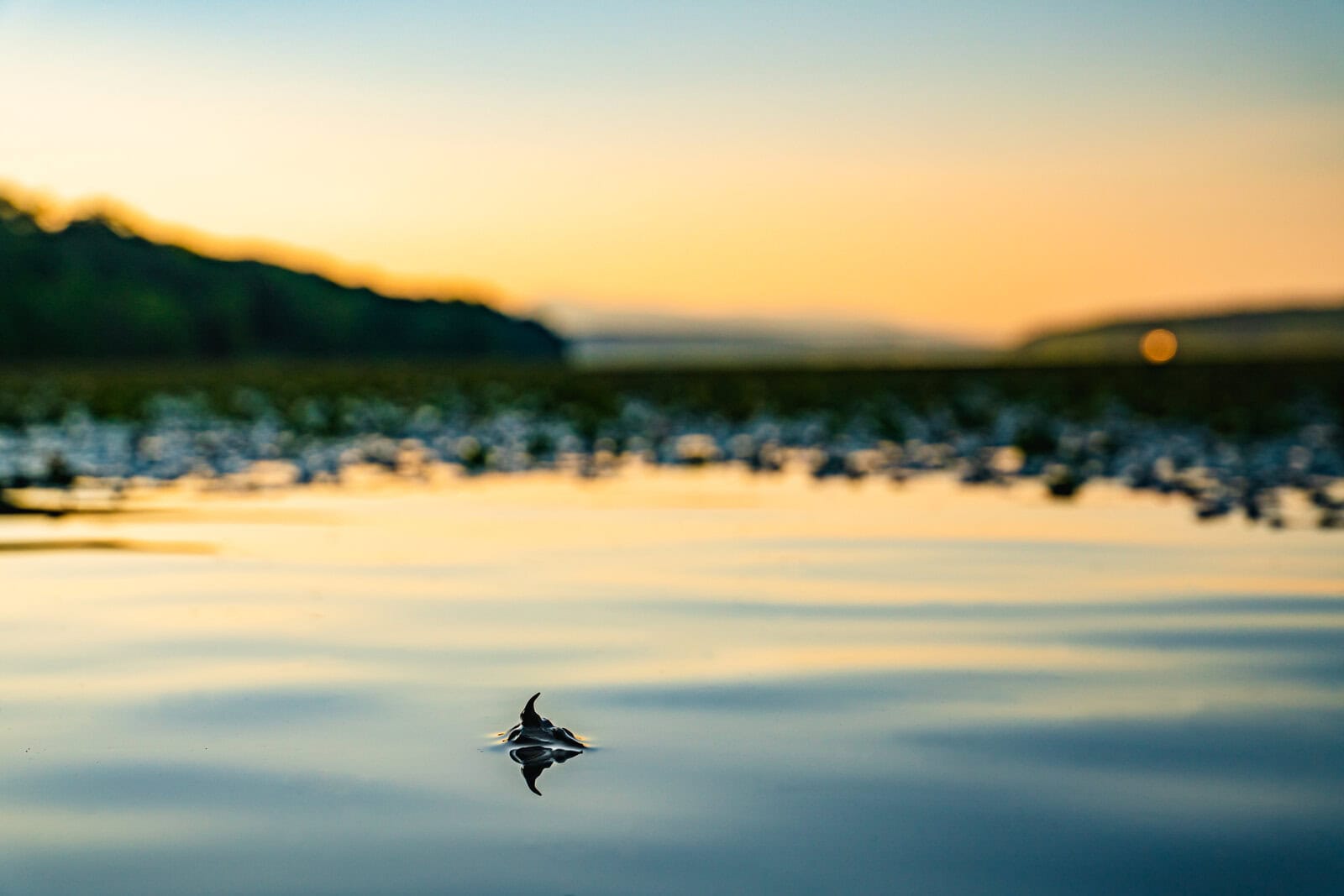 N.Y. Fights Invasives, Beacon Adds Trees, Reforestation Helps Cool the ...