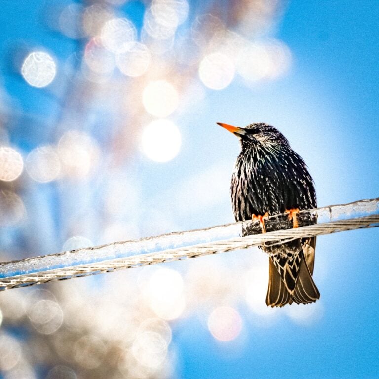 Why Cardinals Rule - Scenic Hudson