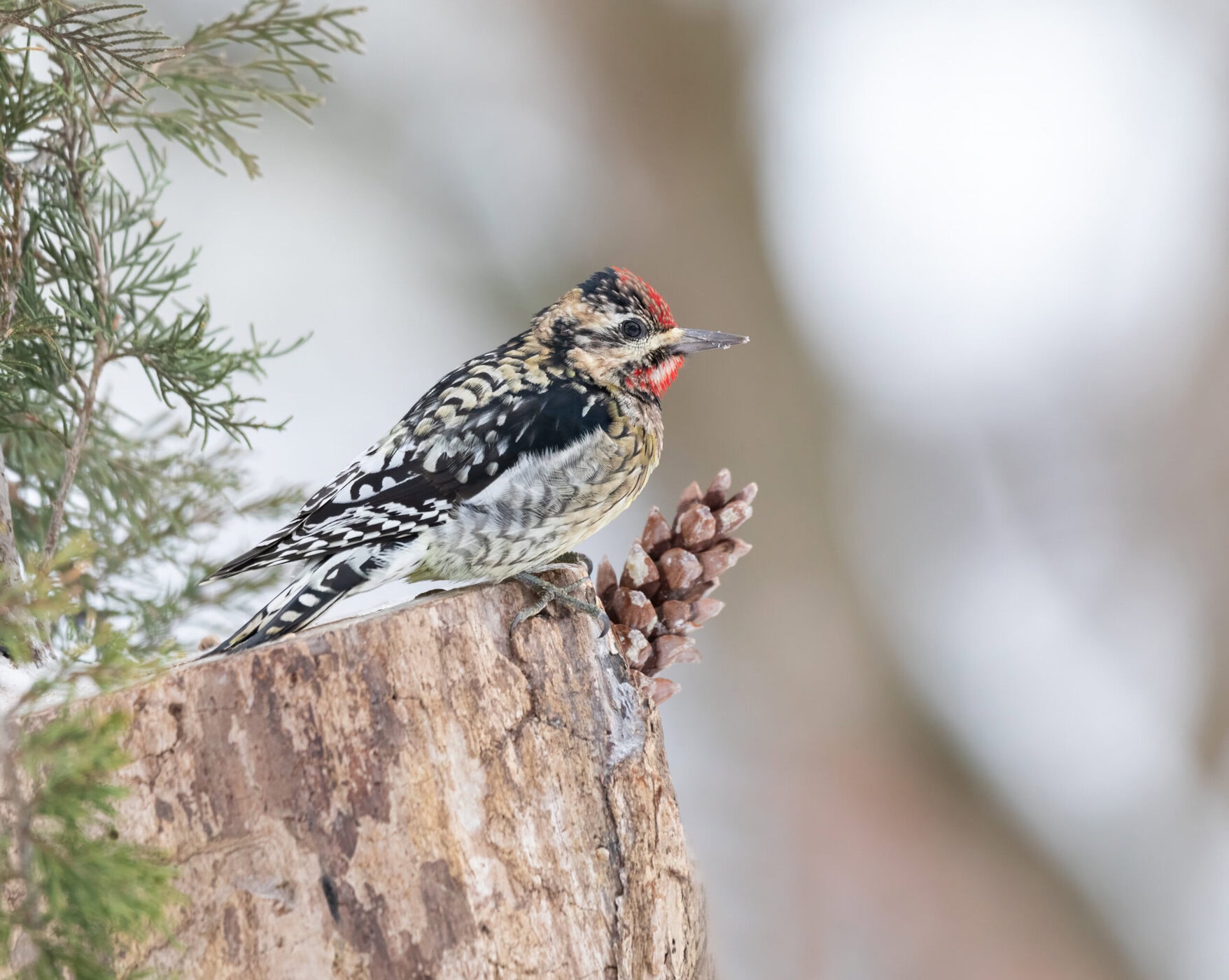 Hearing the Hidden Meanings of Woodpeckers - Scenic Hudson