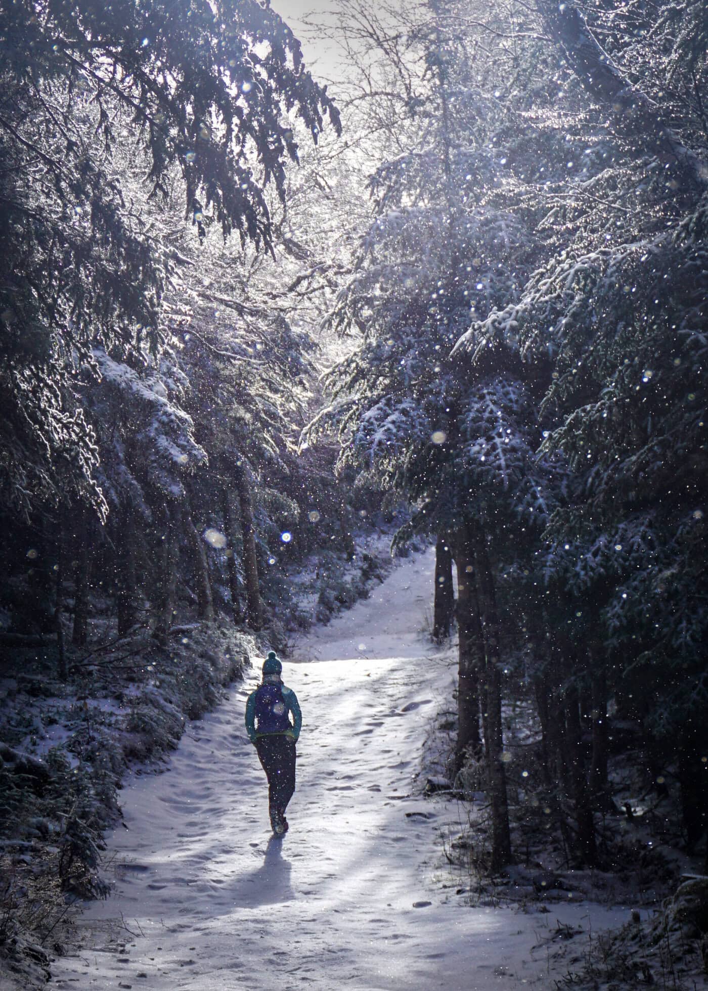 Snow & Tell 2025 Photo Gallery - Scenic Hudson