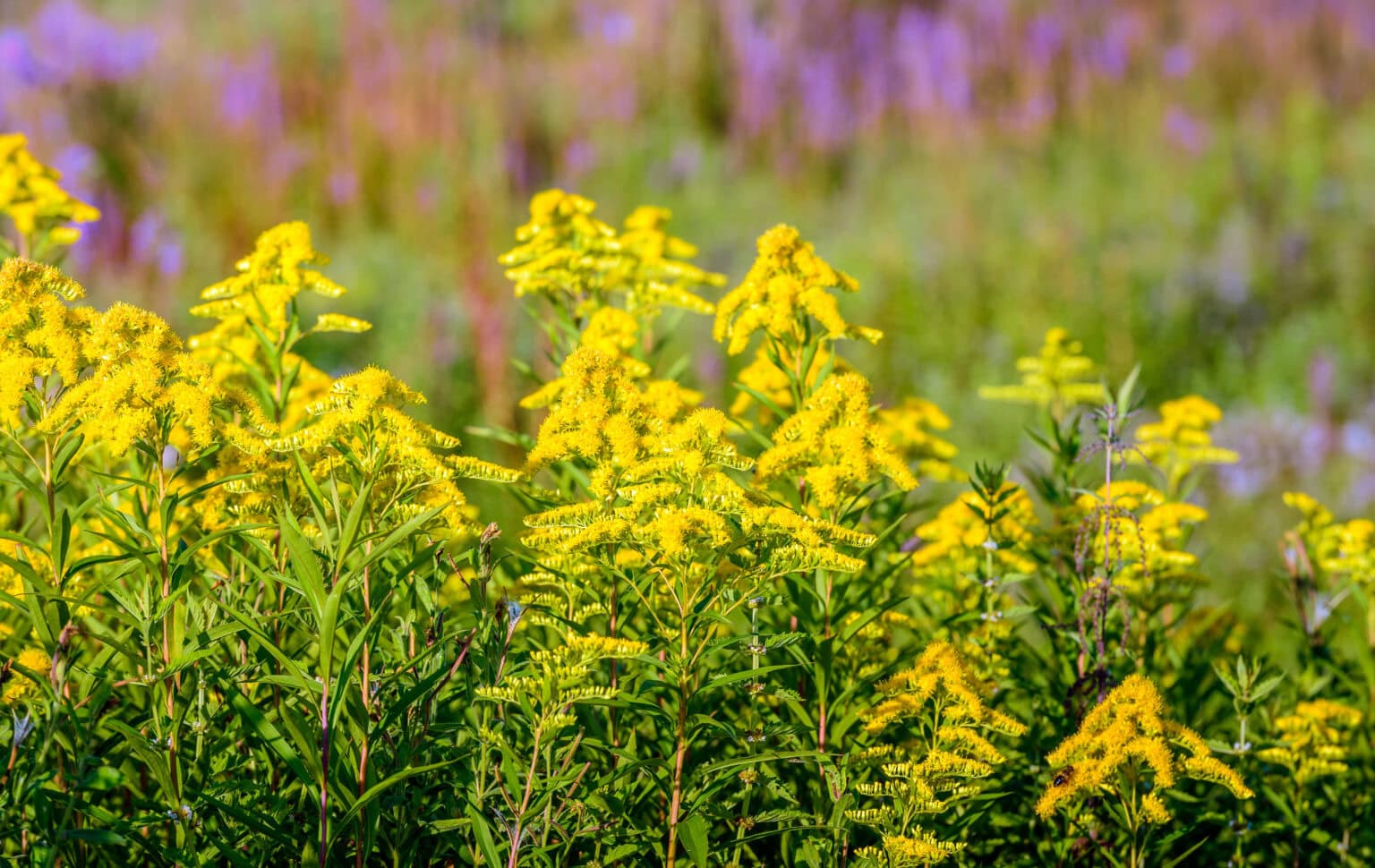 Asters + Goldenrod, September's Purple-Yellow Power Pair - Scenic Hudson